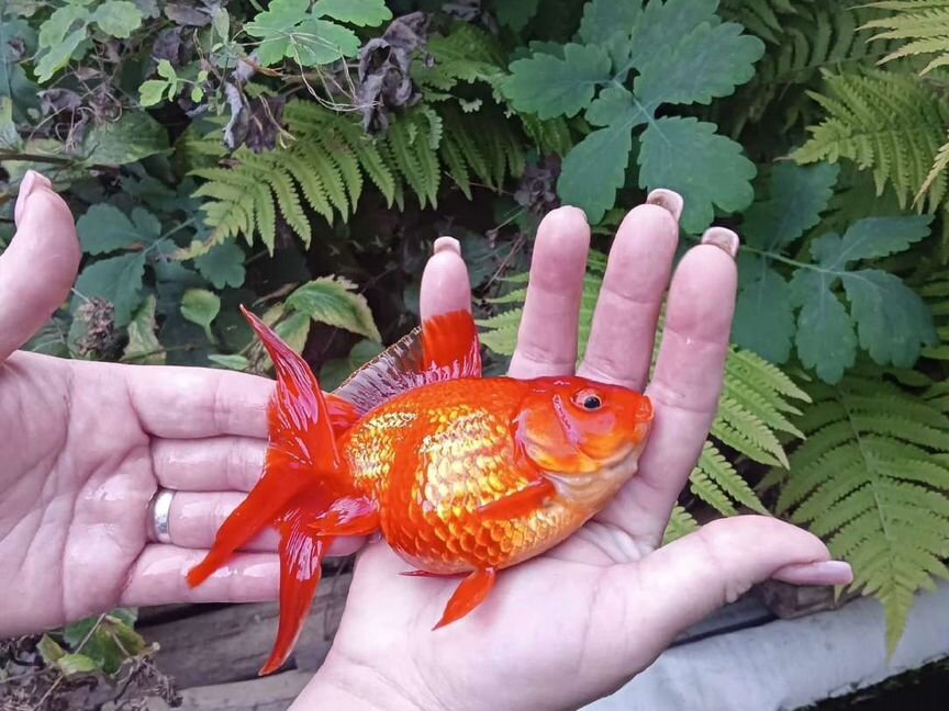 Рыбки золотые