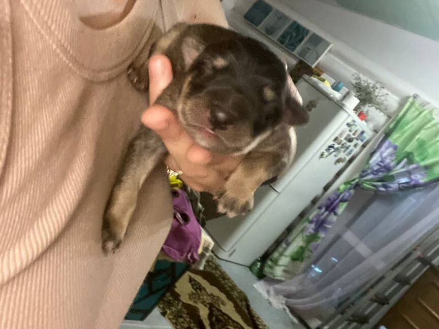 Аляскинский маламут бронь