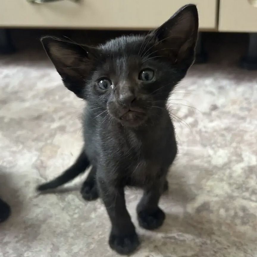 Ориентальный котёнок