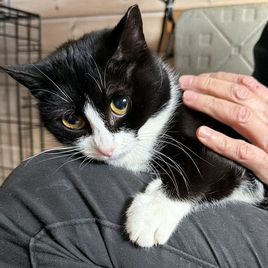 Взрослая, кошка в добрые руки