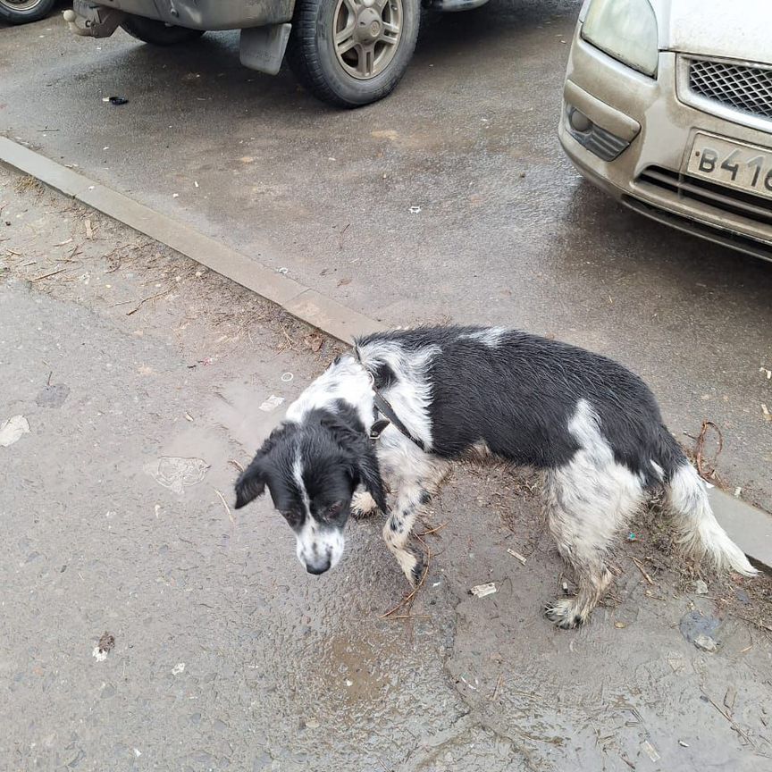 Потерялась собака