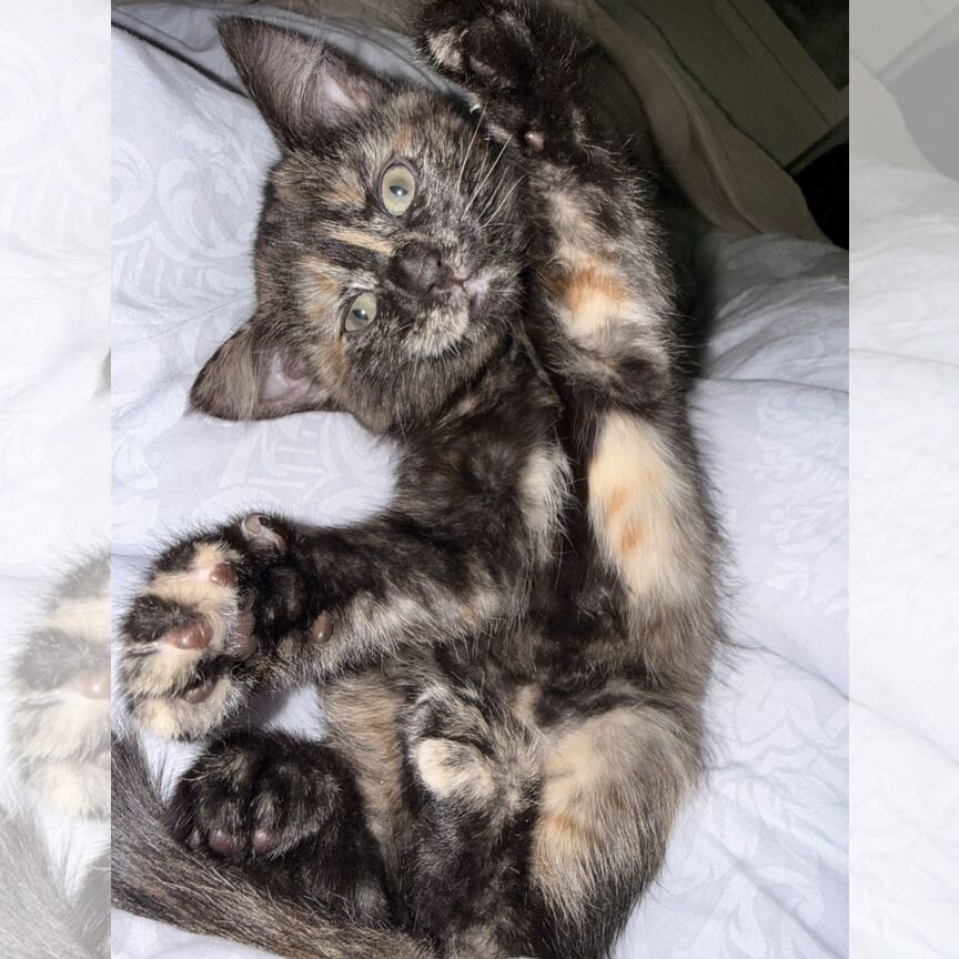 Котёнок от частного владельца