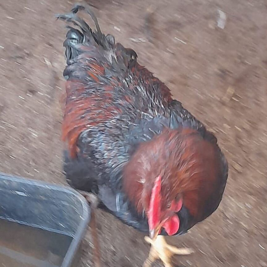 Молодые петухи