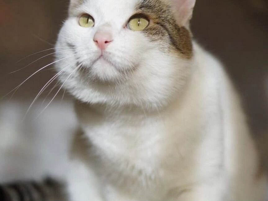 Пончик ищет дом