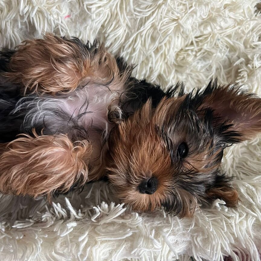 Йоркширский терьер щенки