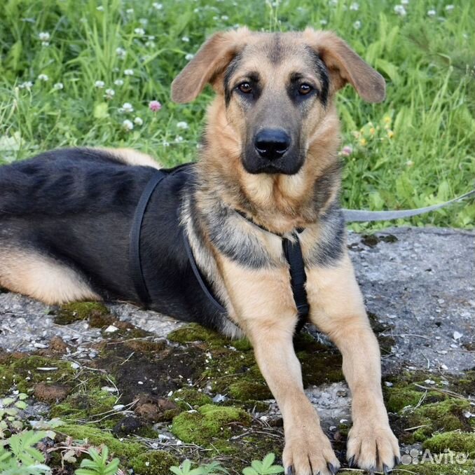 Щенок мальчик Тор 8 мес