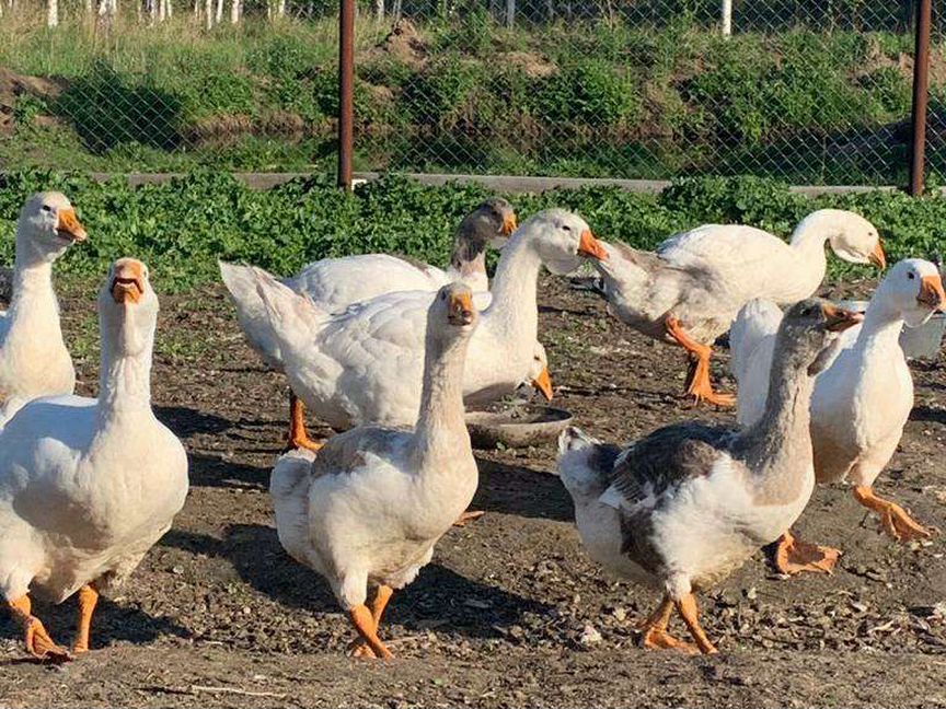 Гуси холмагорские