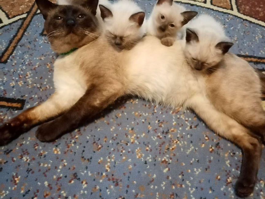 Тайские котята