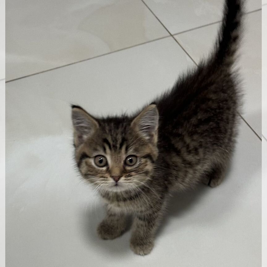 Шотландский вислоухий короткошёрстный котёнок