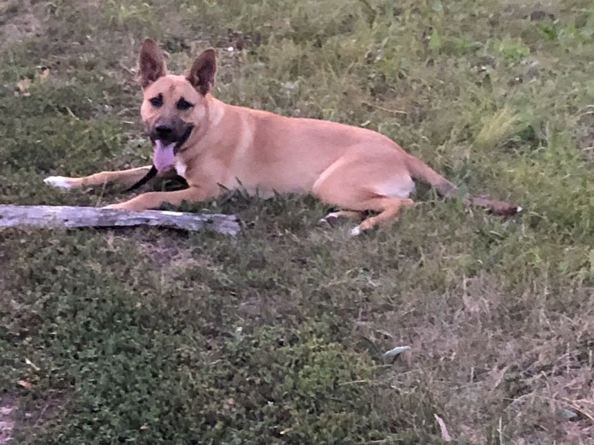 Отдам собаку в добрые руки