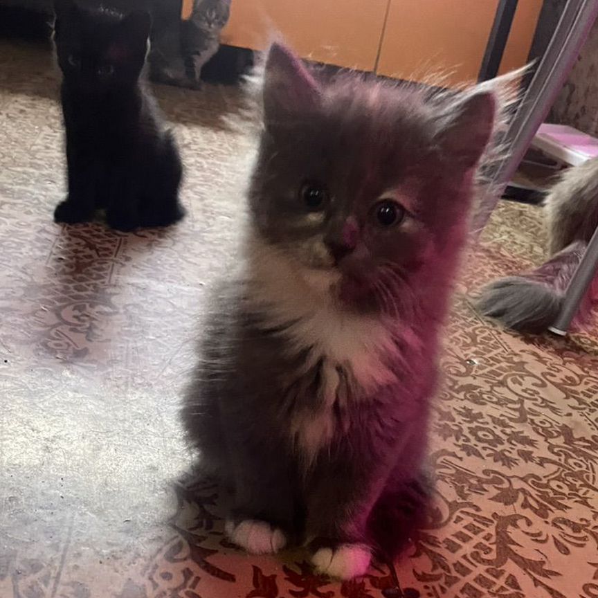 Котёнок от частного владельца