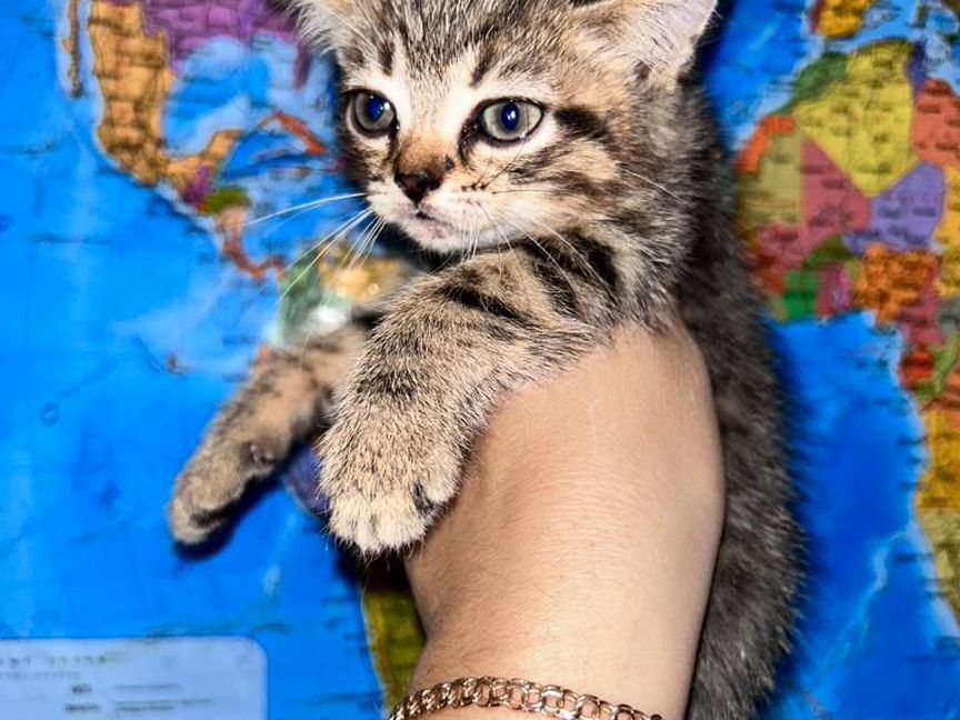 Шотландский котёнок