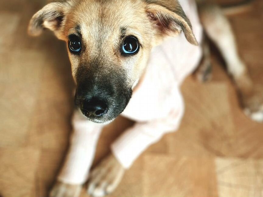 Щенок в добрые руки бесплатно