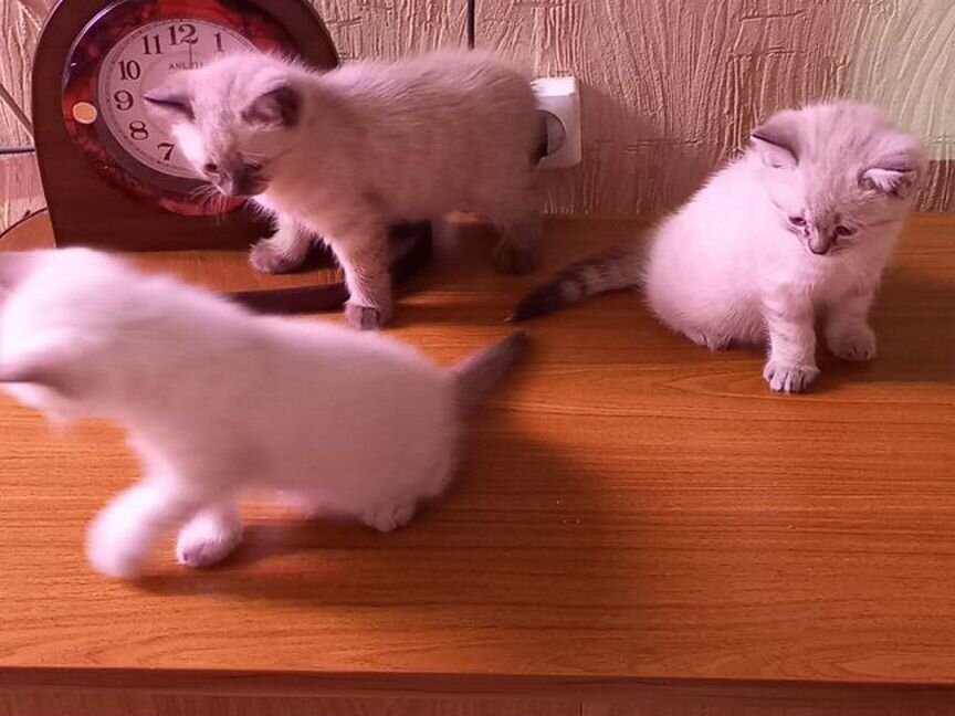 Шотландские прямоухие котята колорные котята