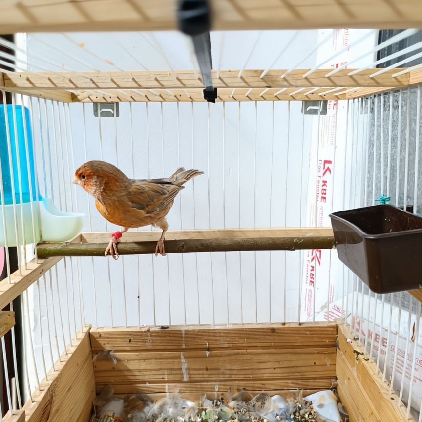 Продаются канарейки