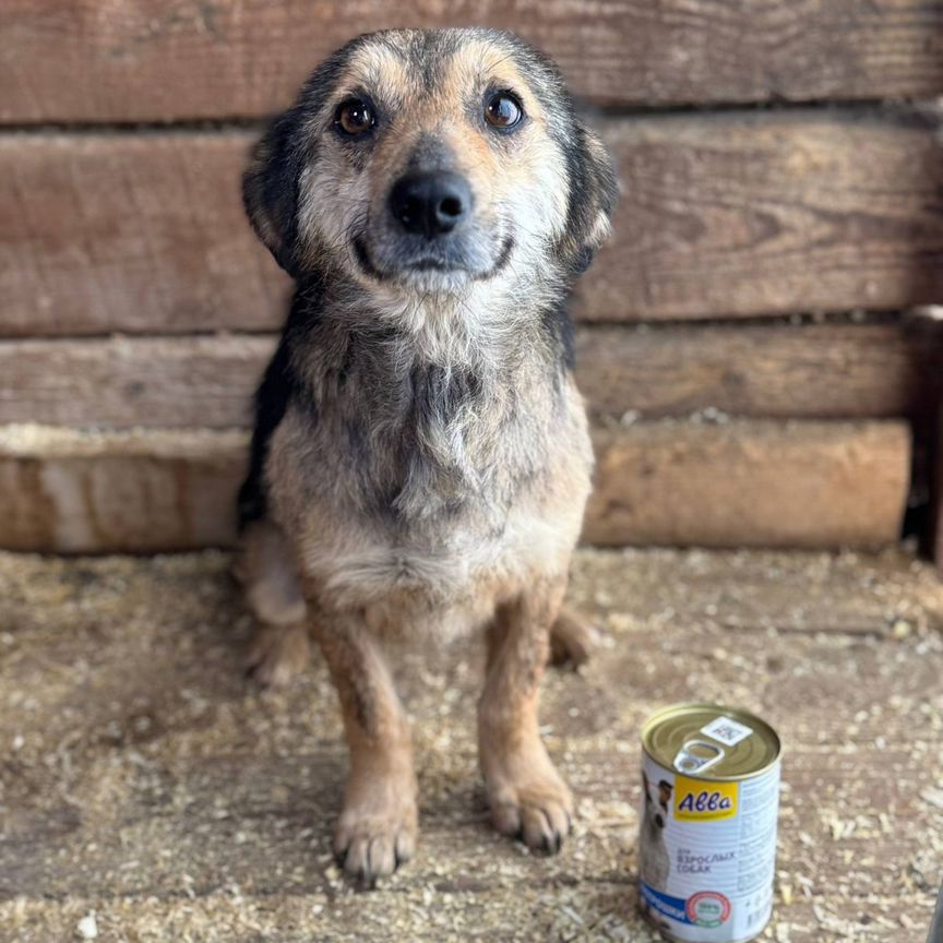 Взрослая собака в добрые руки