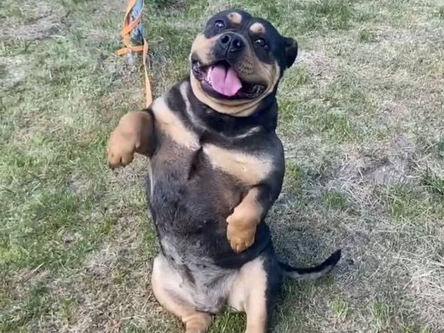 Взрослая покет булли девочка ищет дом