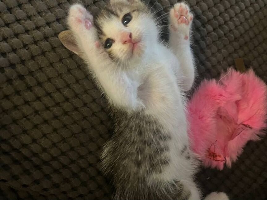 Котенок