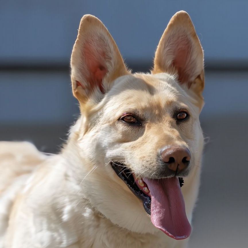 Взрослая собака в добрые руки