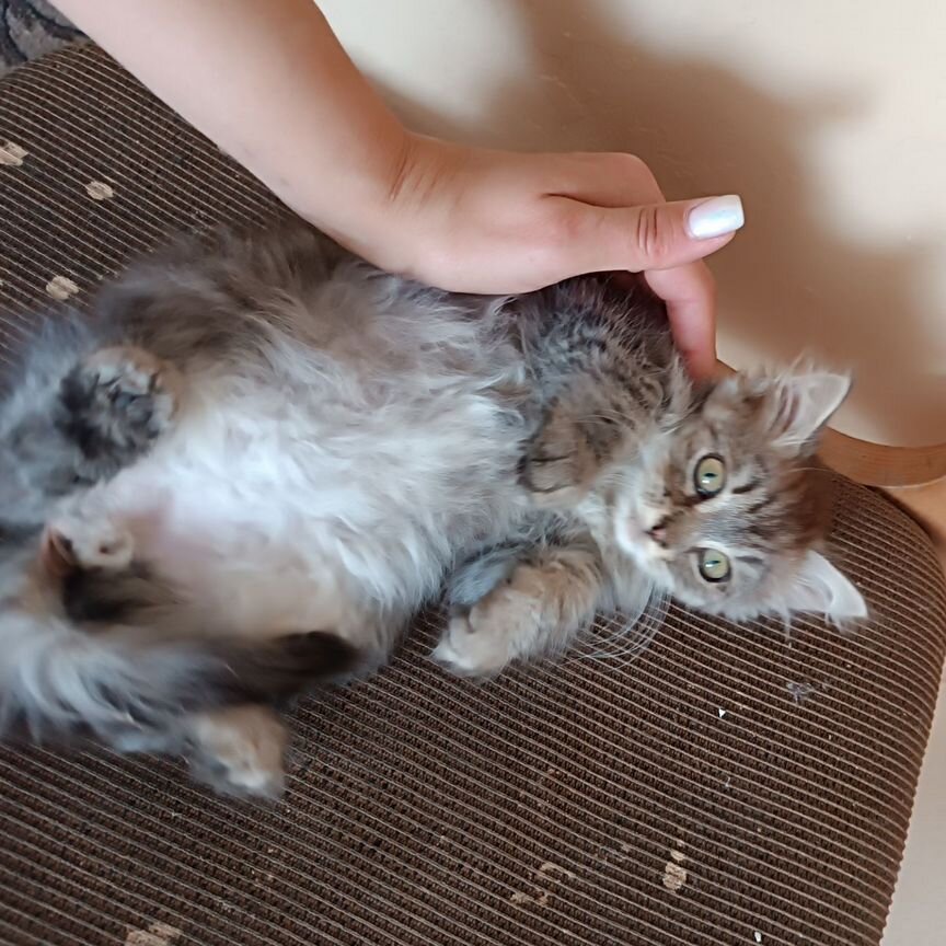 Котёнок