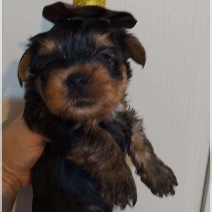 Йоркширский терьер, щенок