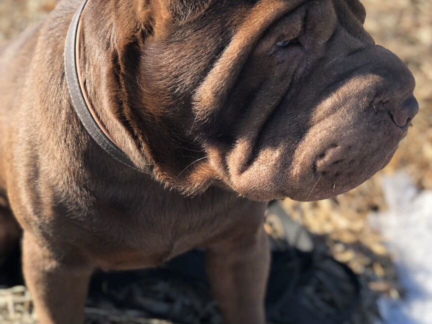 Шарпей мальчик 2,5 года