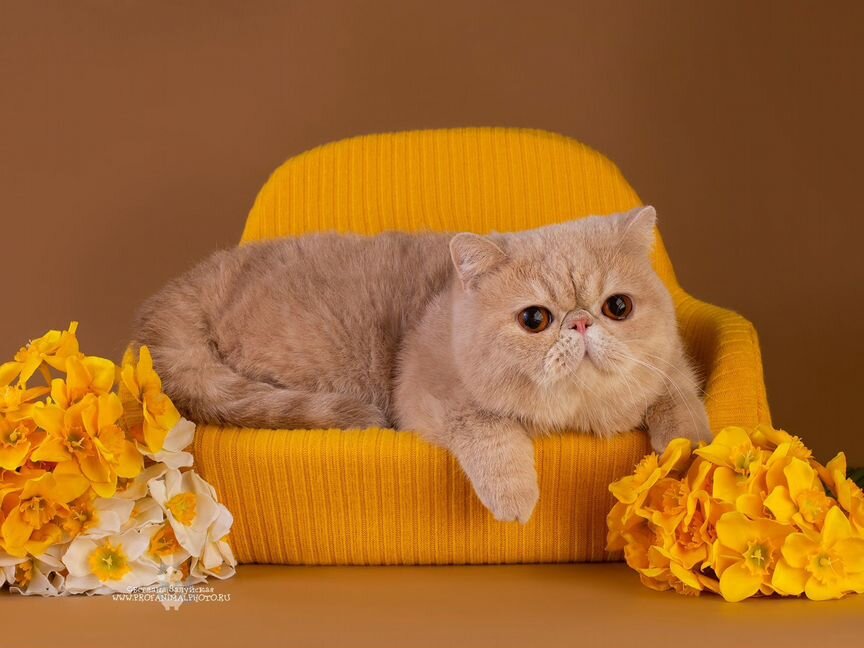 Плюшевая девчушка