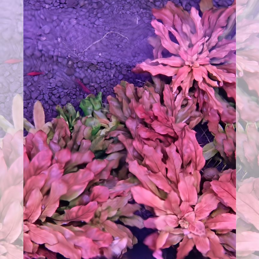 Аквариумные растения