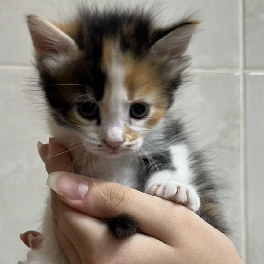 Отдам котят в добрые руки
