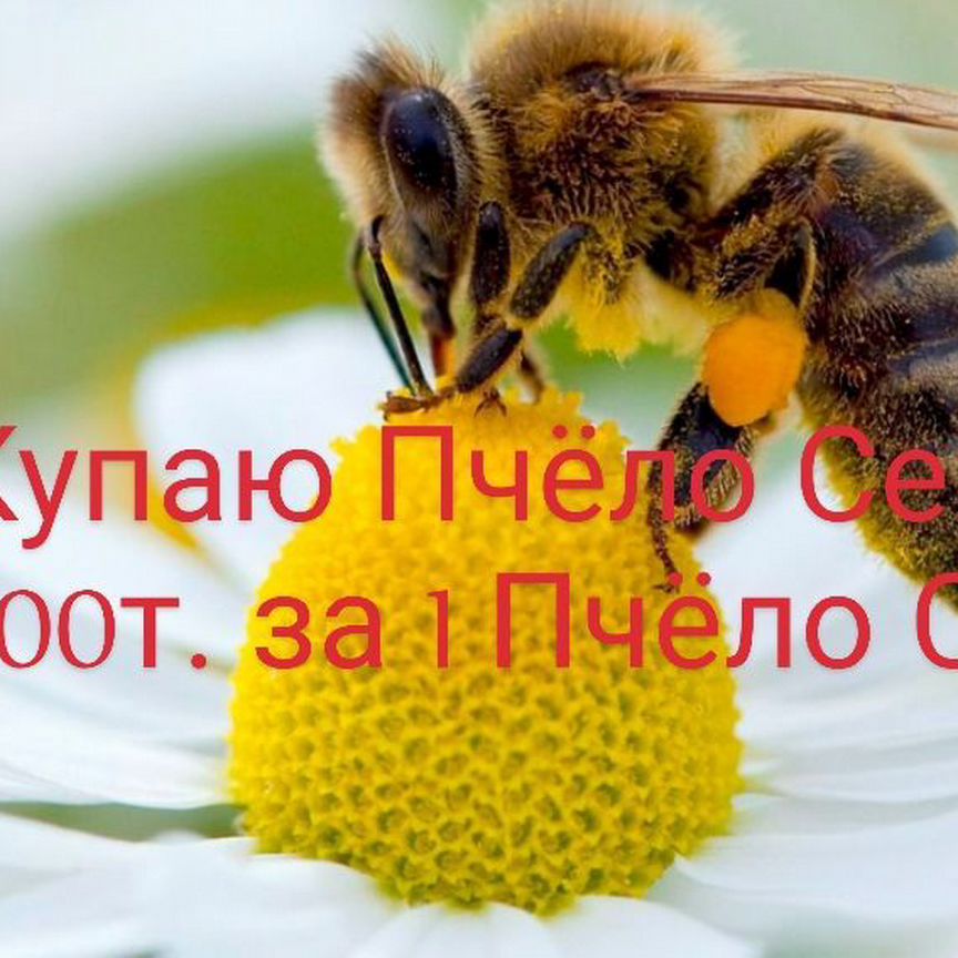 Улья и Пчело пакеты