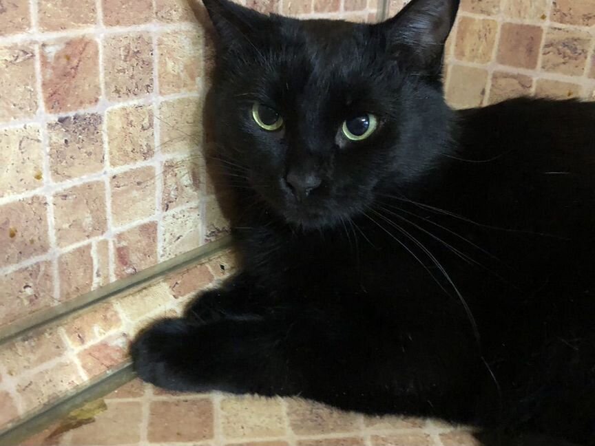 Кот в добрые руки