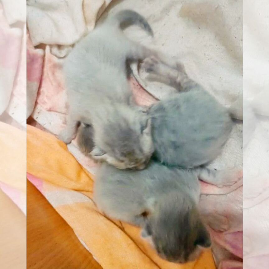 Котята в добрые руки