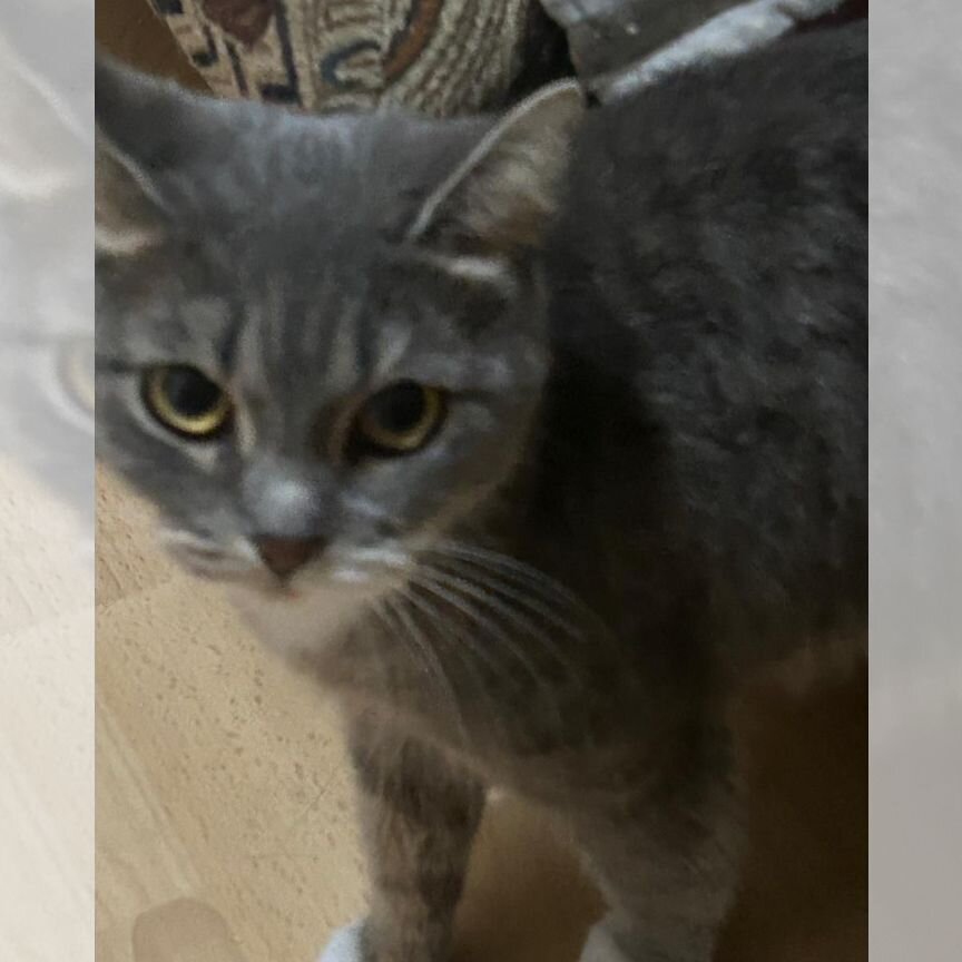 Котик дымчатый ищет дом