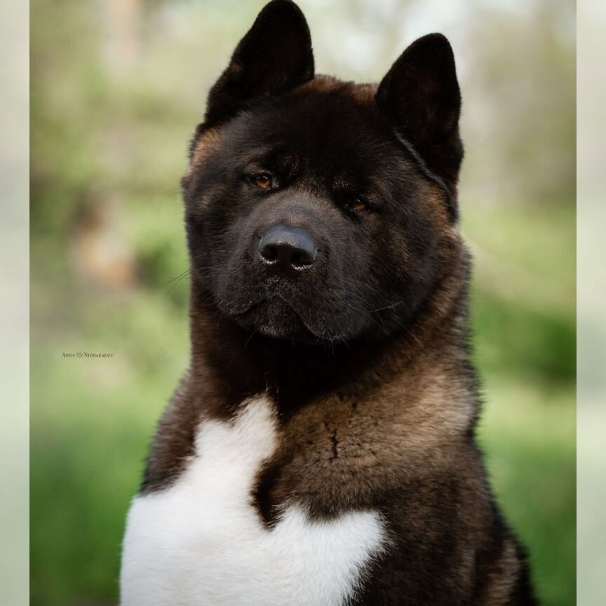Щенки американской акиты из питомника