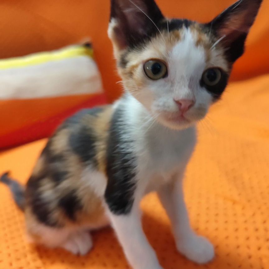 Кошечки в заботливые руки отдаем