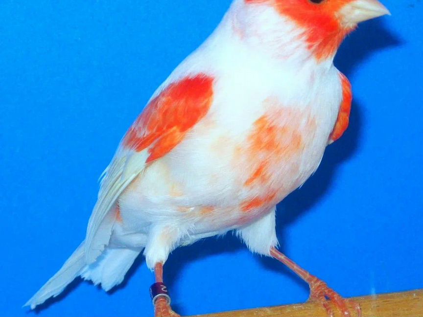 Кенара и канарейки