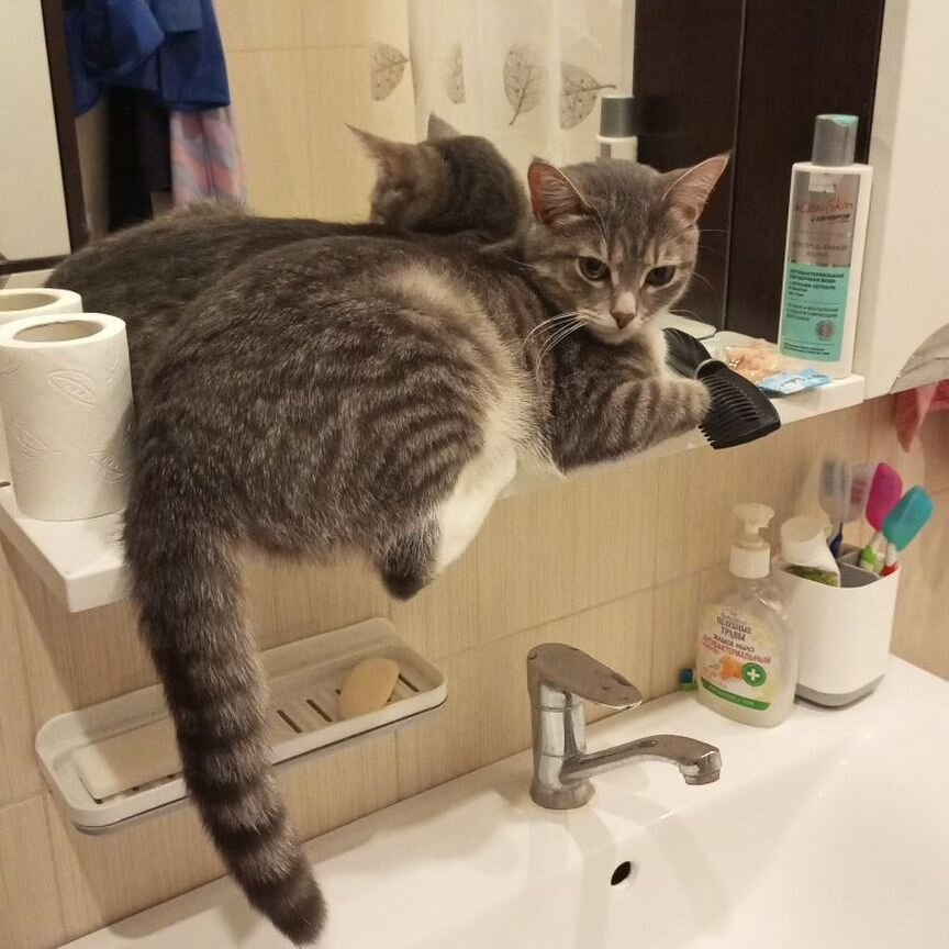 Для котиков