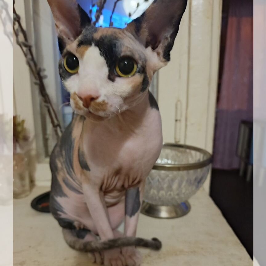 Канадский сфинкс, взрослая кошка