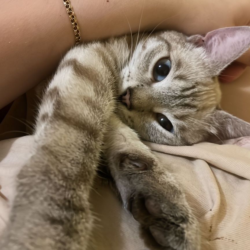 Сиамская кошка, взрослая