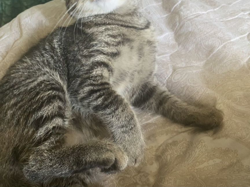 Котенок Манюня девочка 4 мес