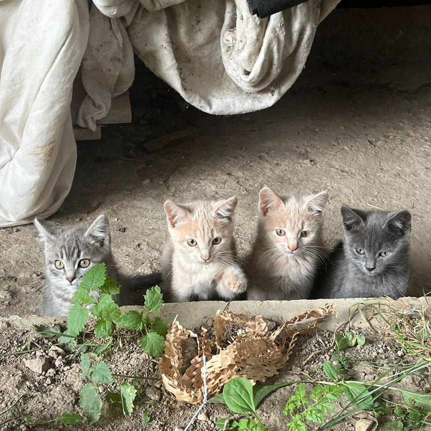 Котятки в беде