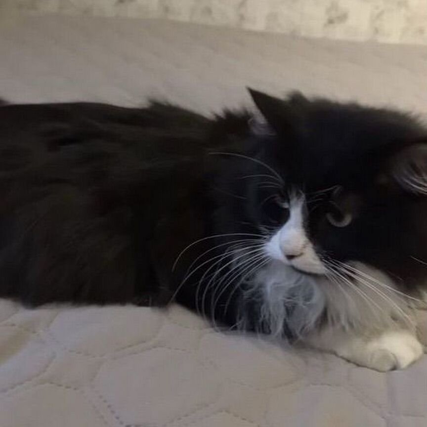Кот Маркиз в добрые руки