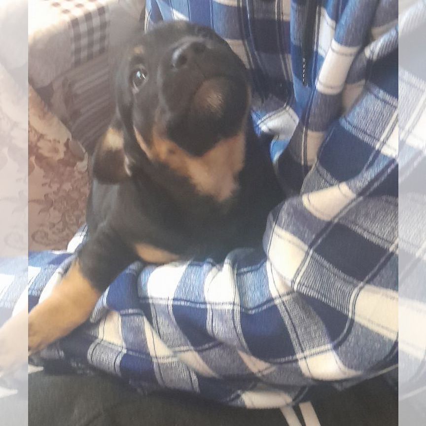 Собаки чихуахуа щенок бесплатно