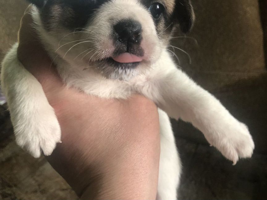 Пекинес и птибрабонсон