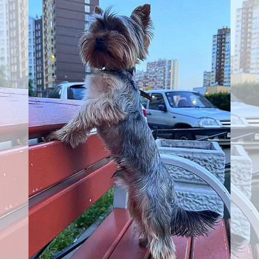 Йоркширский терьер, взрослая собака