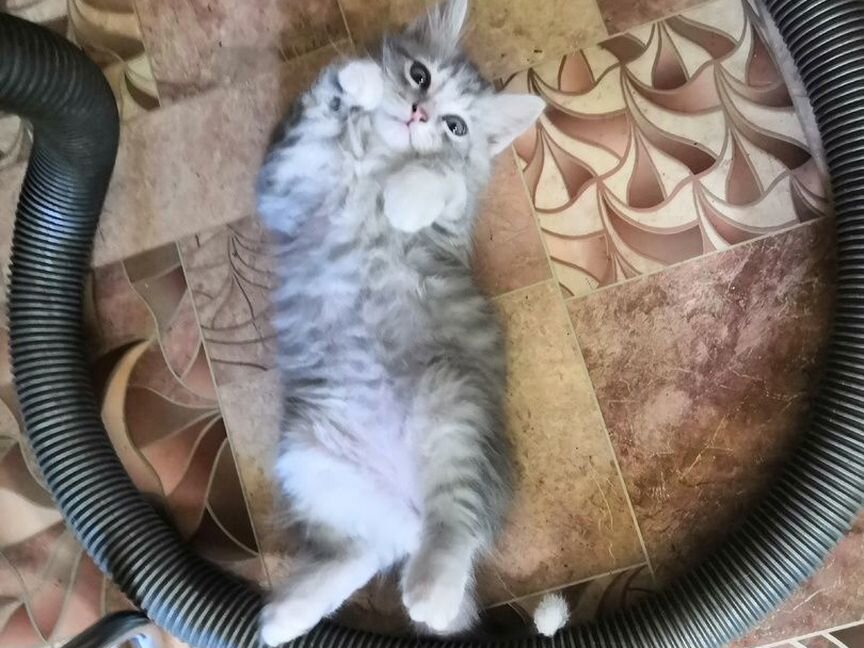 Отдам котят взрослым, заботливым людям