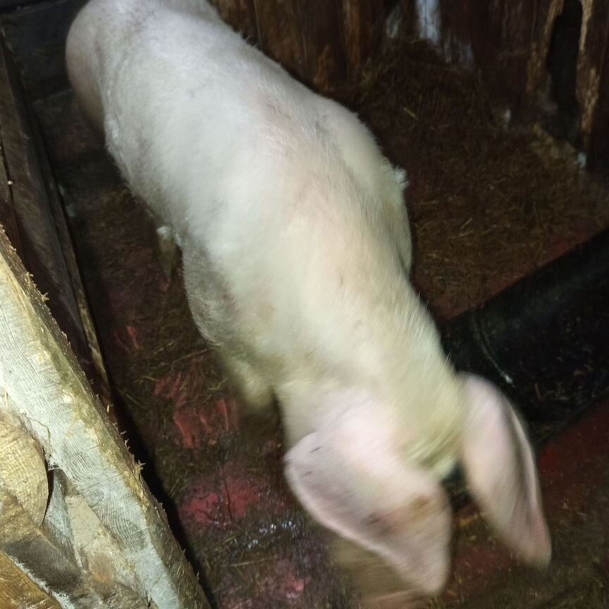 Продажа борова на племя