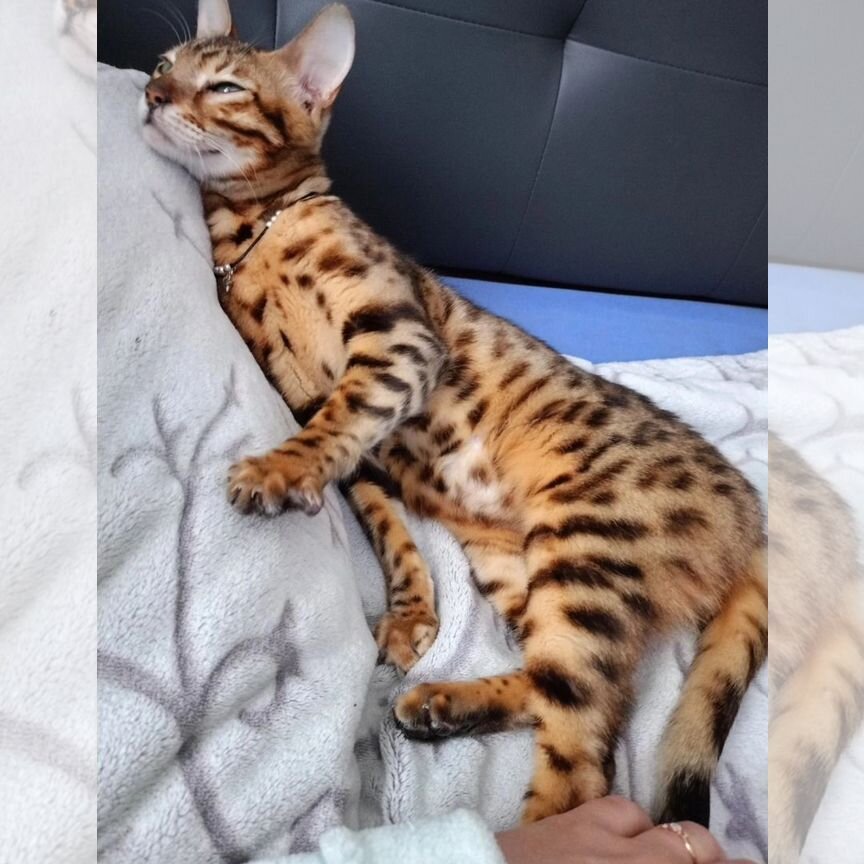 Бенгальская кошка вязка