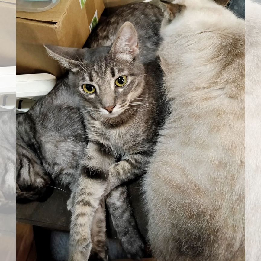 Котёнок в добрые руки