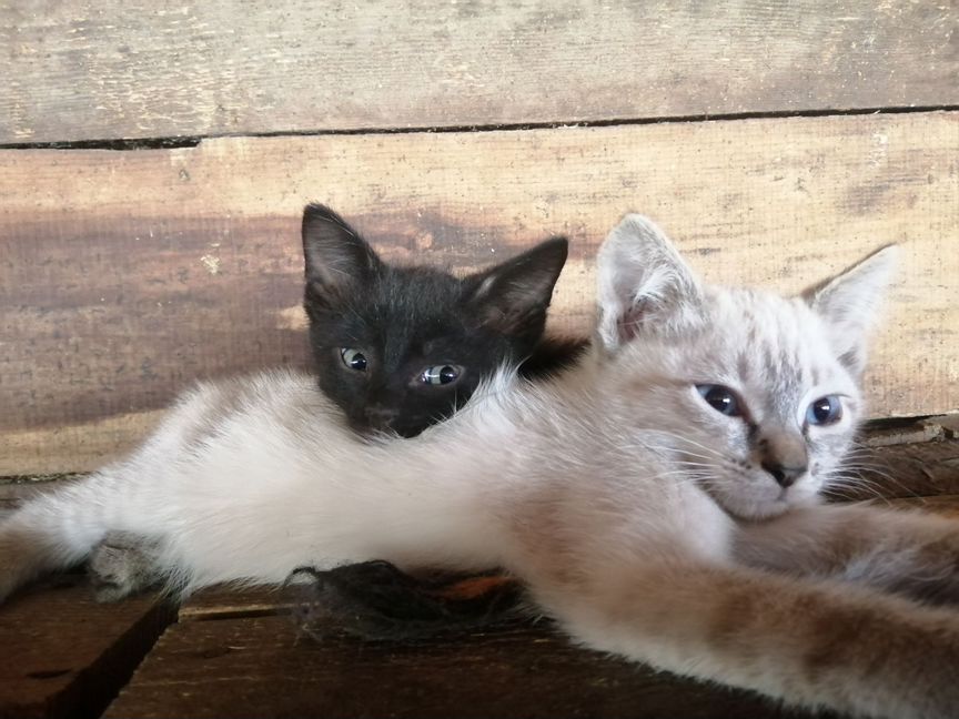 Котята